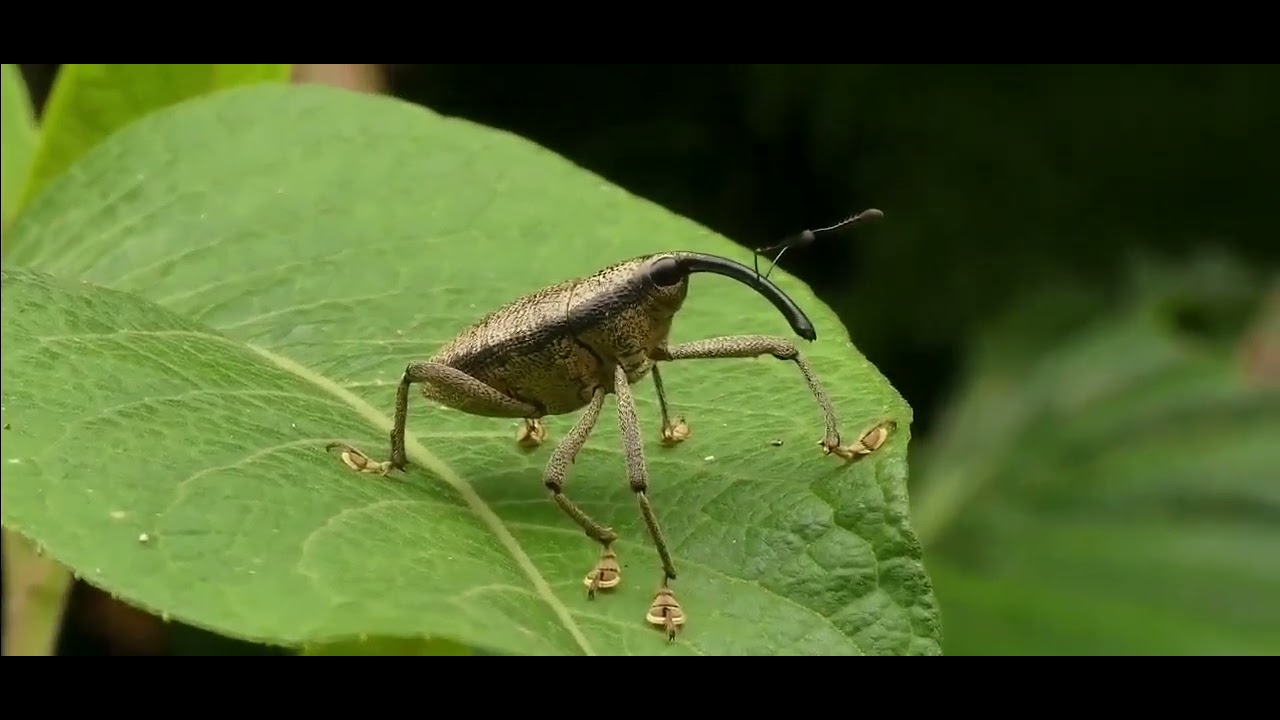 The weevil beetle wanders around in its little shoes - YouTube