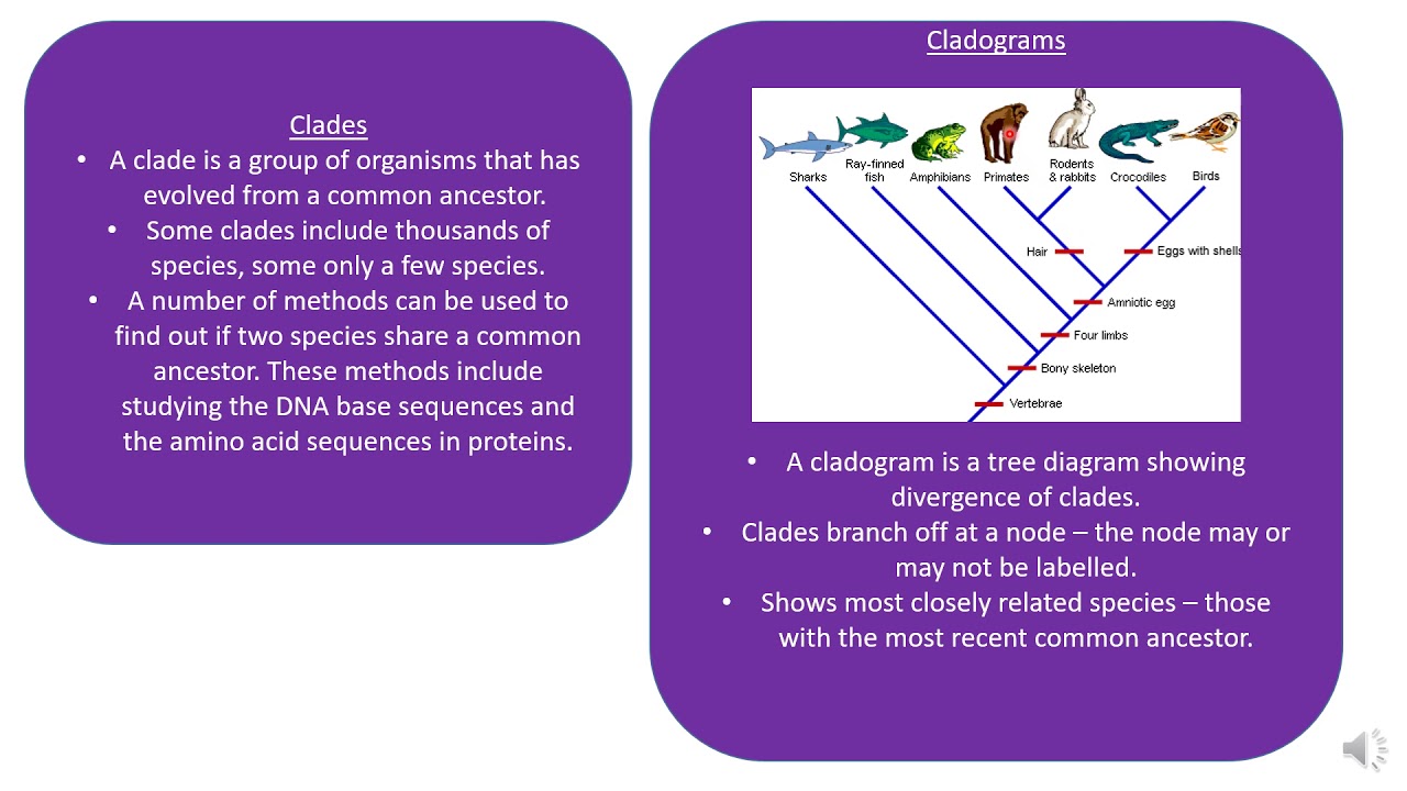 IB Biology SL/HL 5.4 Cladistics - YouTube