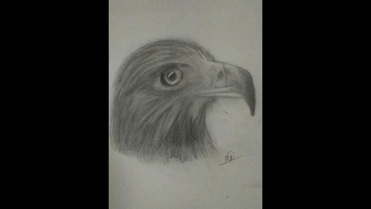 Eagle pencil drawing /step by step /shading - YouTube