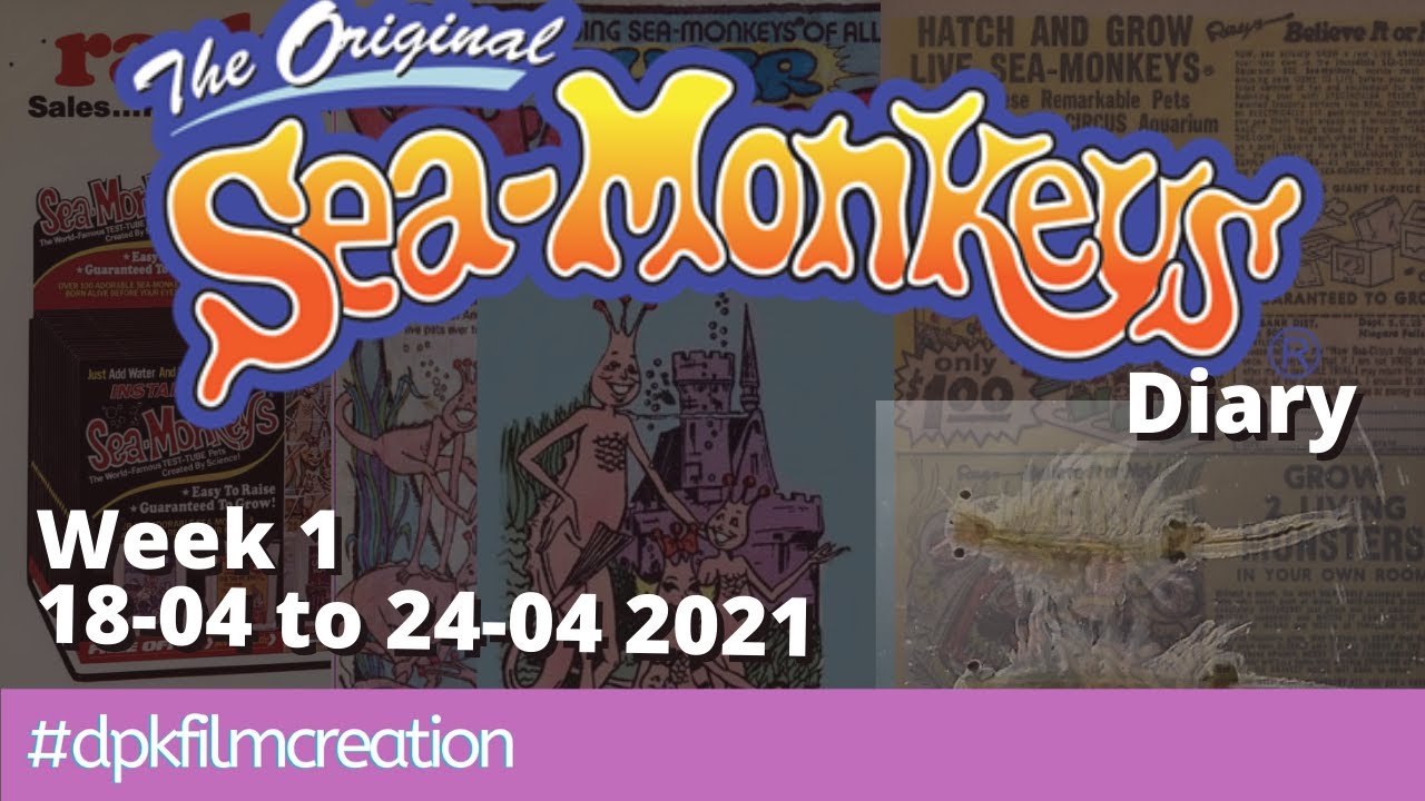 SeaMonkey's : First 7 Days 18th April to 24th April 2021 - YouTube
