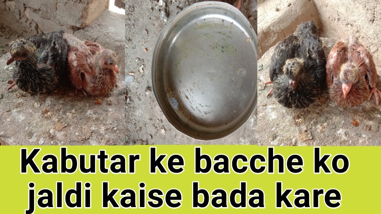 Kabutar ke bacche ko jaldi kaise bada kare - YouTube