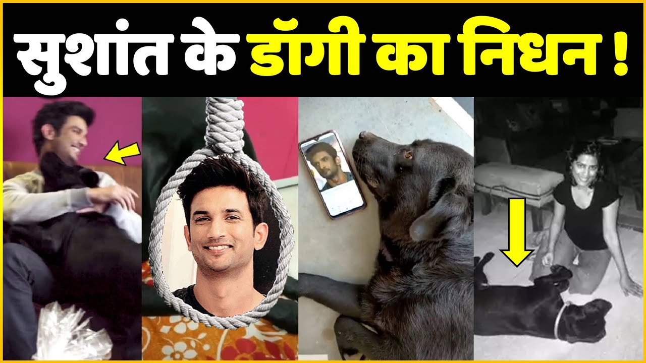 Sushant Singh Rajput Dog Death : Sushant's Favorite Dog Died After 2.5 ...
