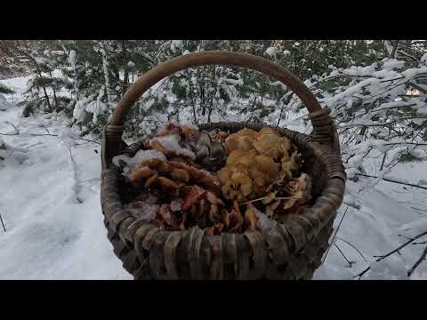 Първият сняг и първите ЗИМНИ ГЪБИ. Фламулина зимни гъби. Гората и гората за гъби дава кошница с гъби