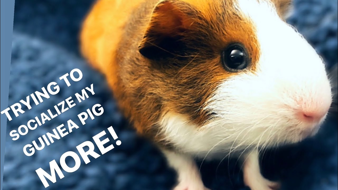Kiwi is so Shy! | Peawi Pigs - YouTube