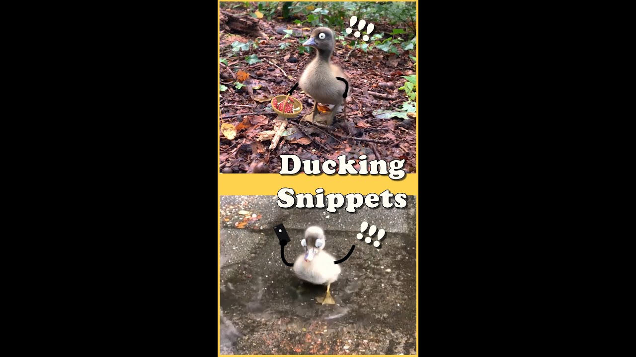 Duckling - Short Snippets - YouTube