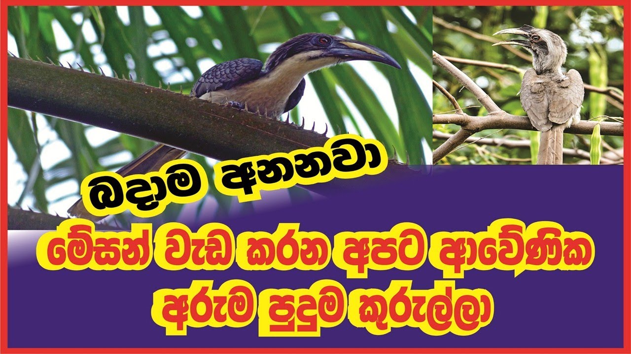 Sri Lanka Birds Alu kedeththa horn bill කෑඳැත්තා - YouTube
