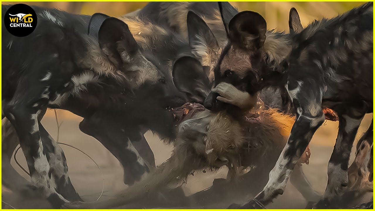 Most Terrifying Wild Dogs Attacks Ever Recorded | Rare Animal Battles ...