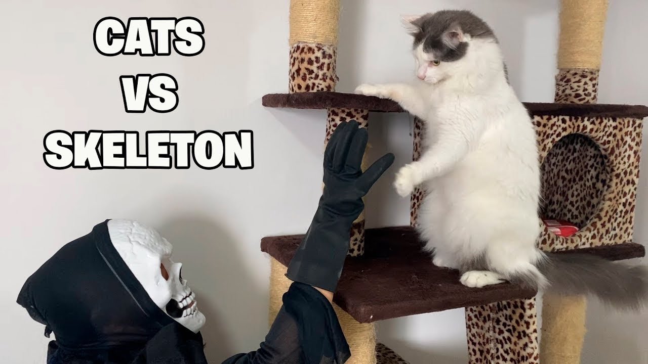 Cats vs Skeleton - YouTube