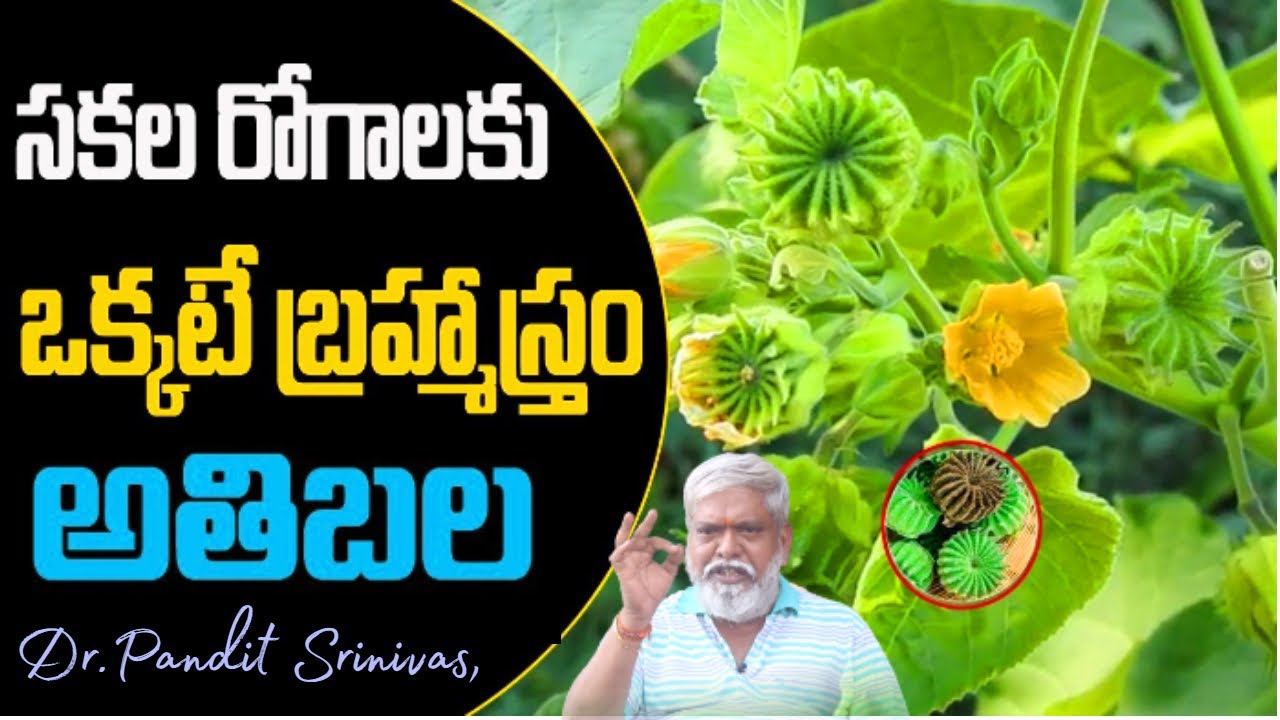 100 రోగాలను నయం చేసే శక్తి దీనికి ఉంది || Atibala plant Benefits ||Dr ...