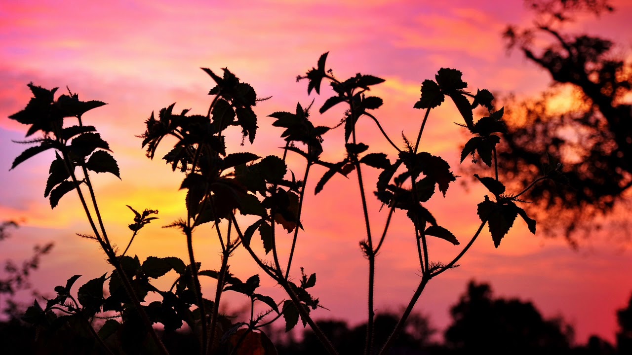 Nikon D90, Nikor 18-105 mm - Random Nature Photography - YouTube