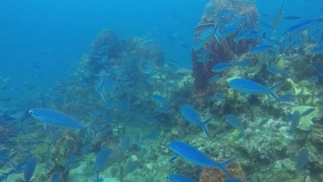 banc de poissons - YouTube