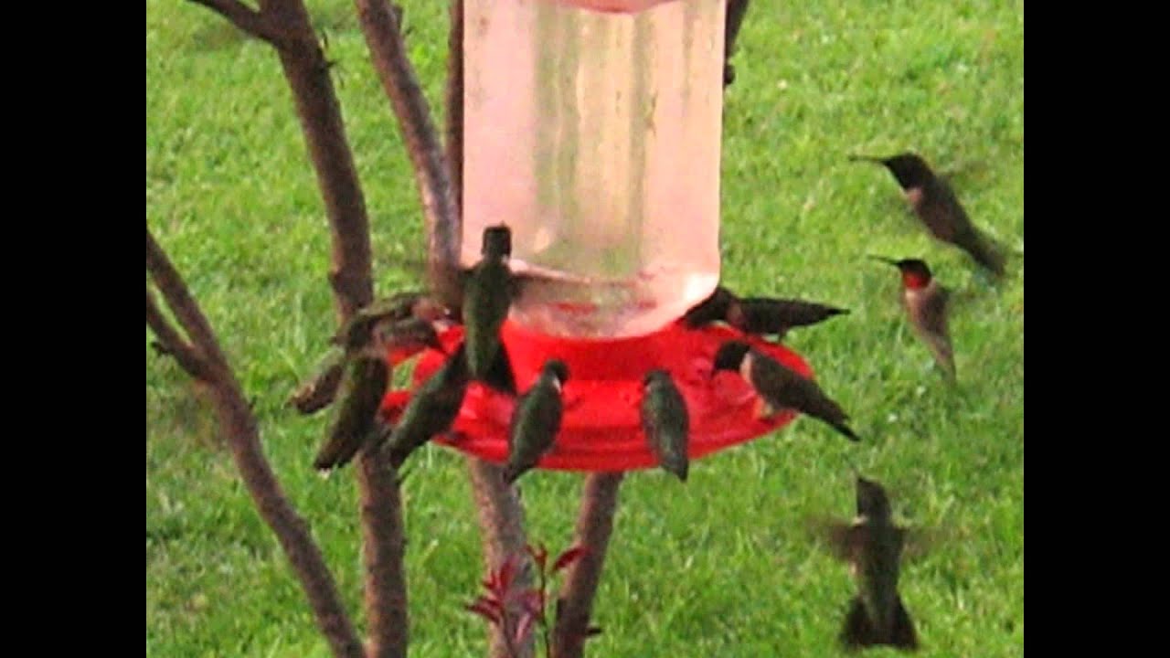 Hummingbird Swarm - YouTube