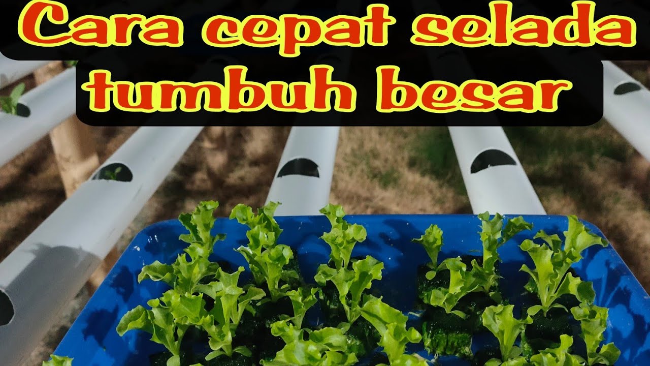 Cara yang cepat selada tumbuh besar | Junction rz #hidroponik - YouTube