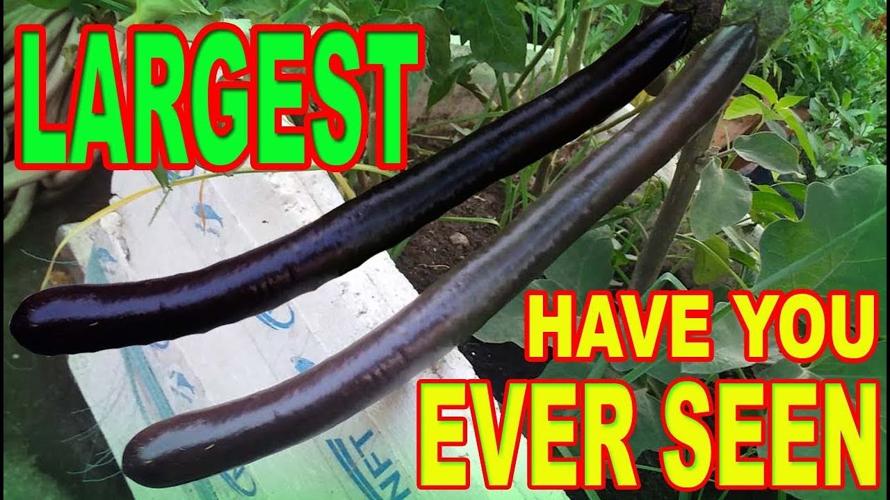 largest bringle vegetable you have ever experienced large brinjal - YouTube