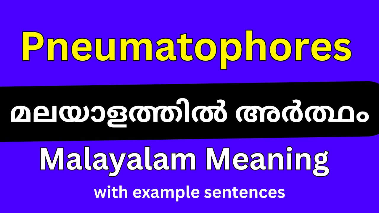 Pneumatophores meaning in Malayalam/ Pneumatophores മലയാളത്തിൽ അർത്ഥം ...