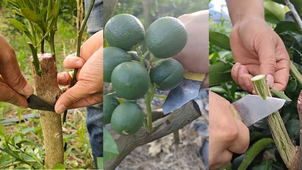 How to breed oranges - YouTube