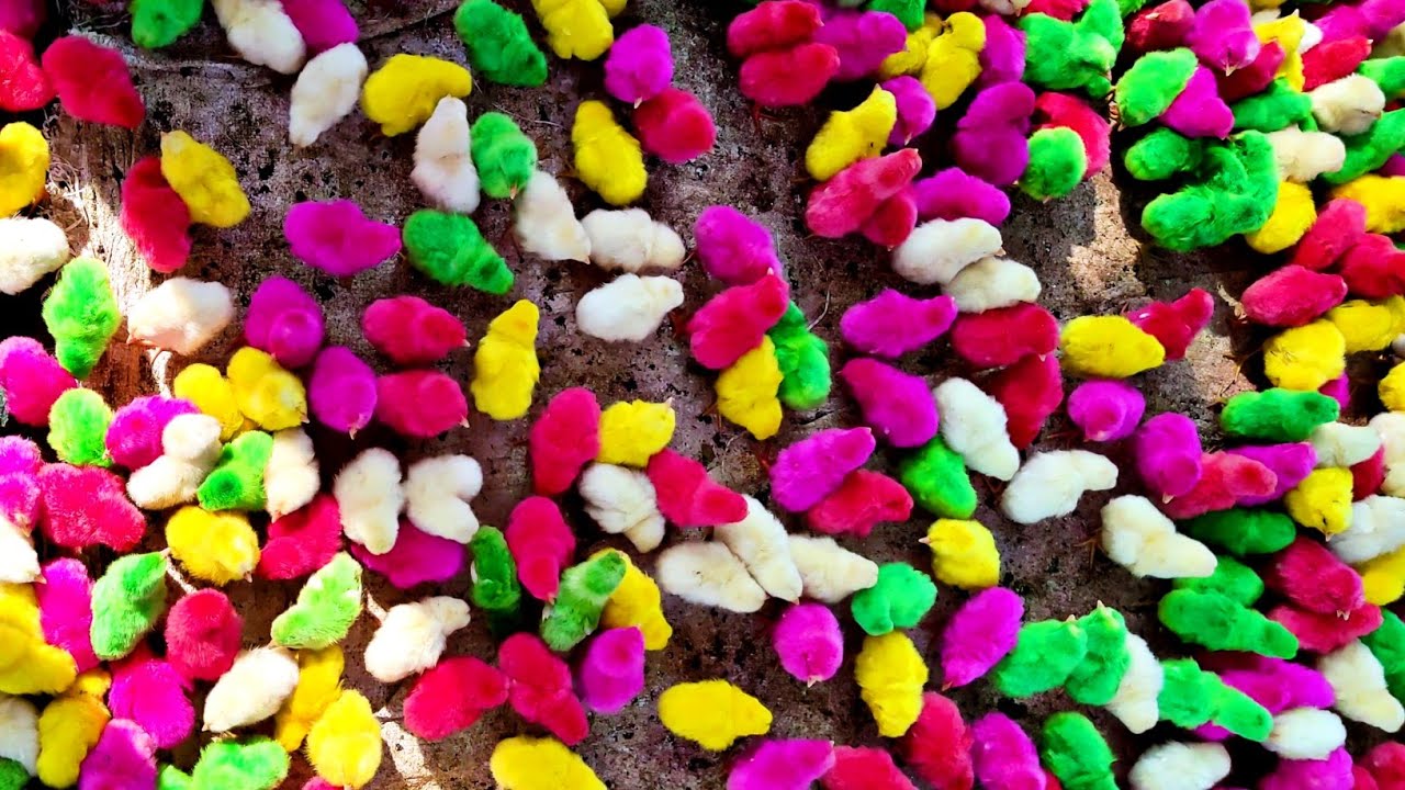 Colour Chicks - 1000 colourful chicks - YouTube