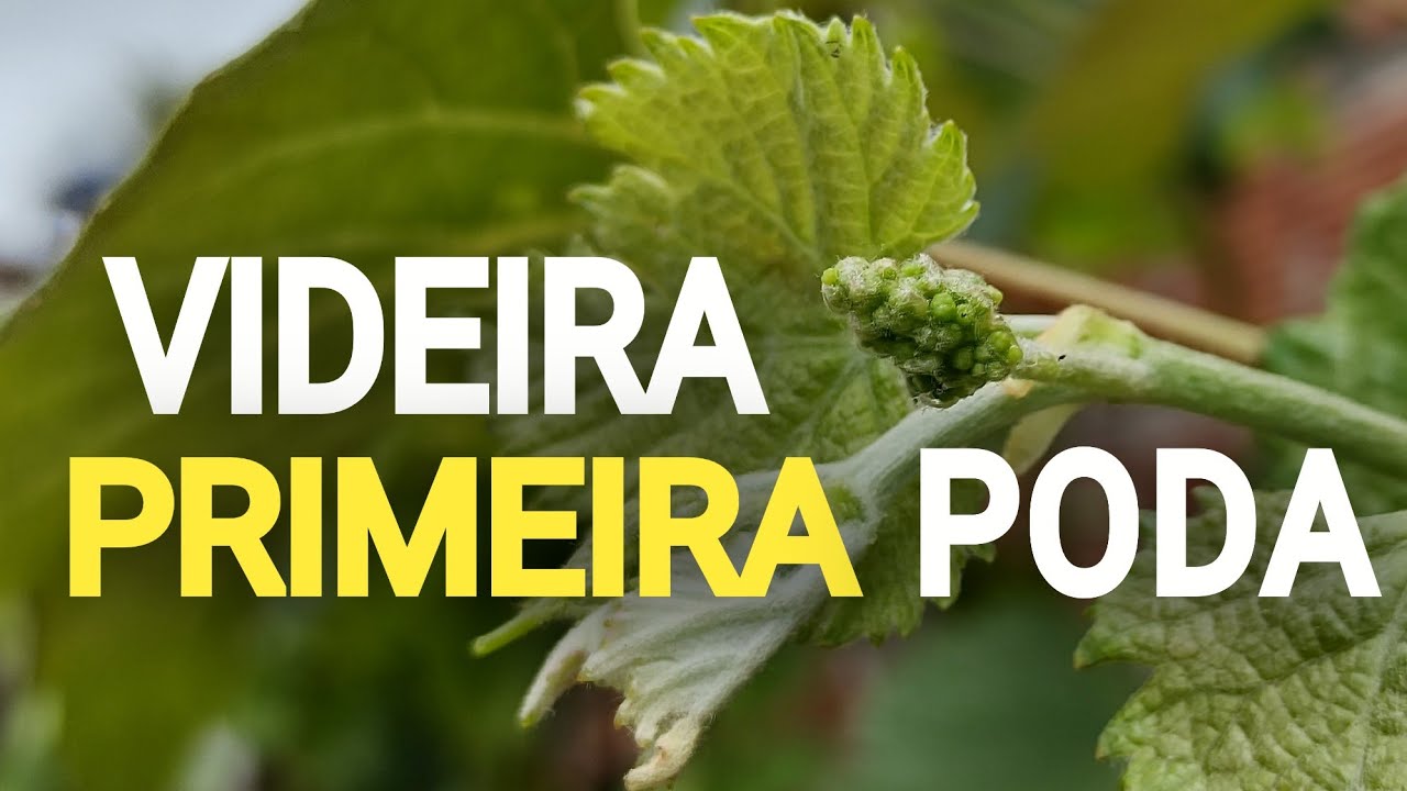Quando fazer a PRIMEIRA Poda de Videira Nova - YouTube
