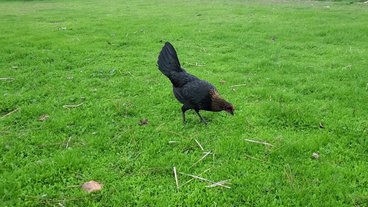 Peruvian × Spangled hatch young hen 2020 - YouTube