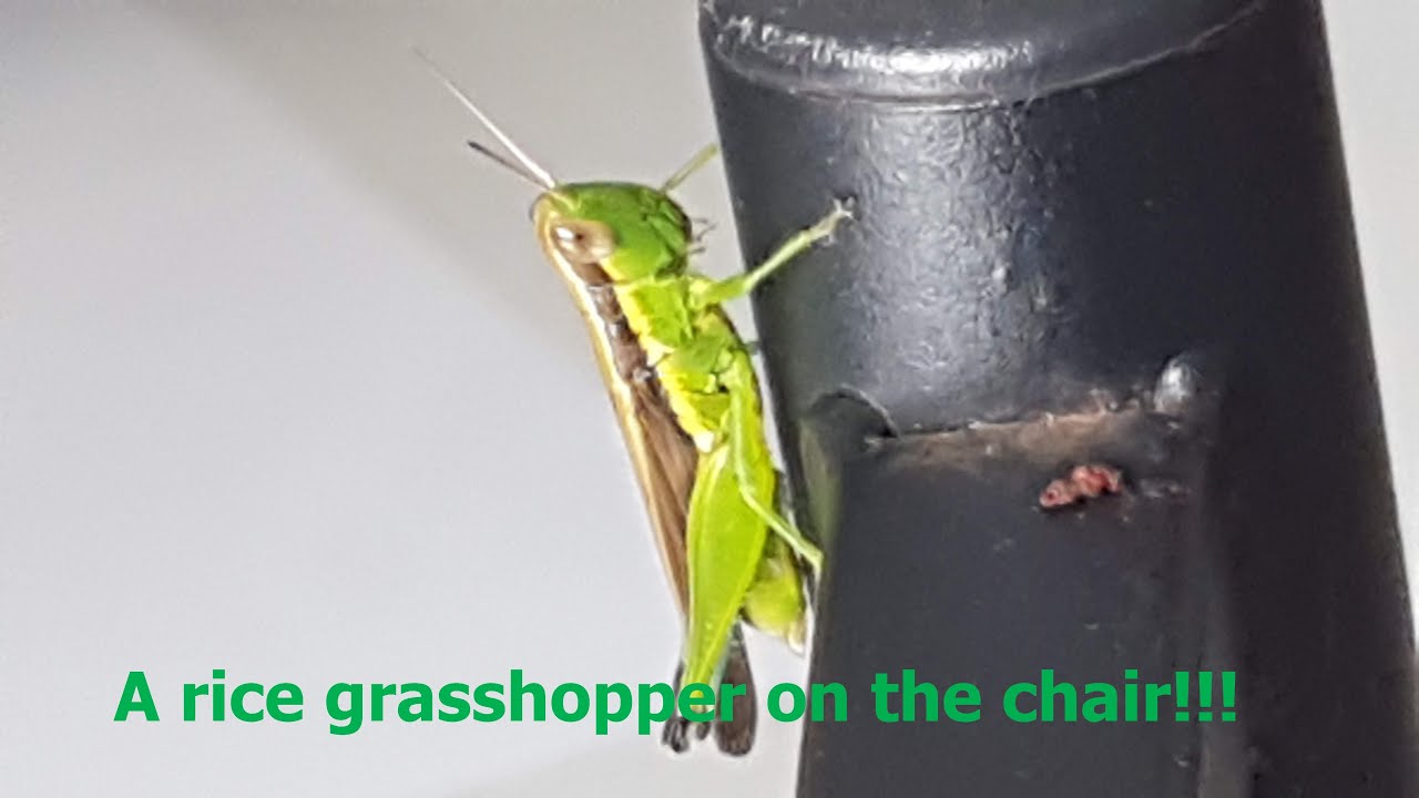 [Sri Lanka Wildflife]#열대동물#Oxya hyla#rice grasshopper - YouTube