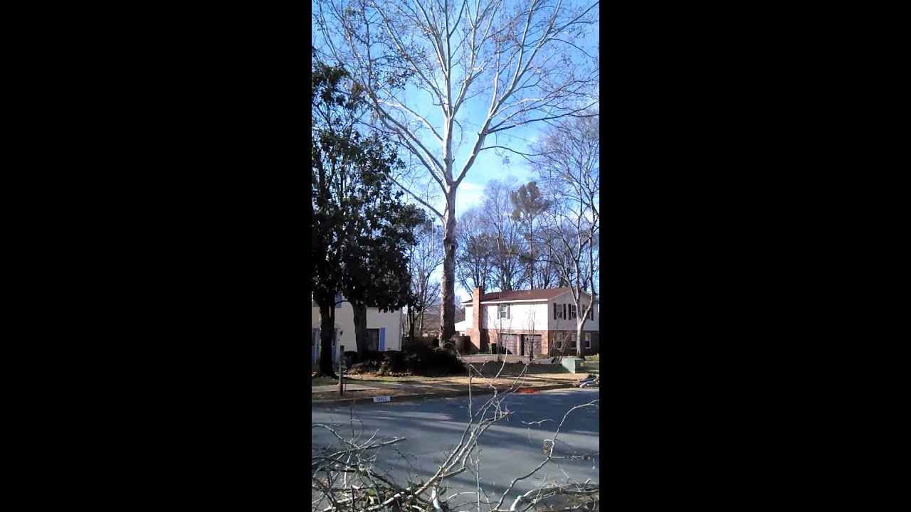Melrose Tree and Landscaping - tree drop - YouTube