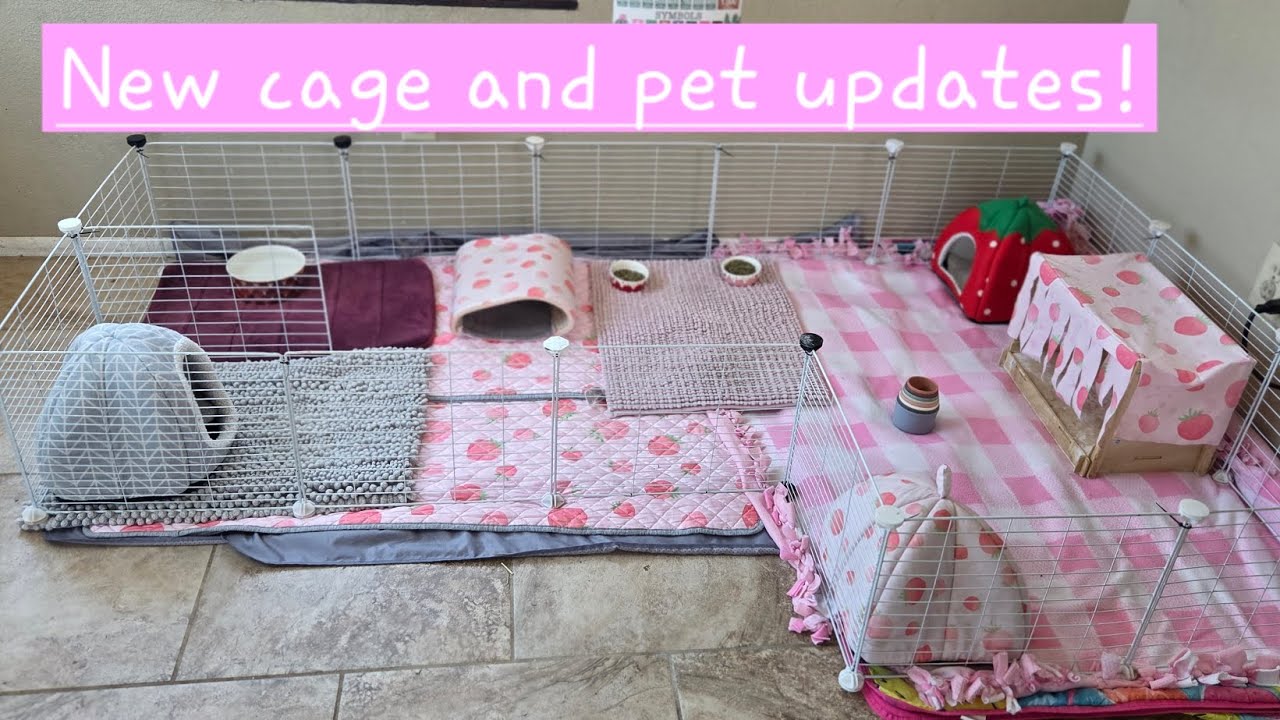 New cnc L shaped guinea pig cage!🥰🩷🐷 - YouTube