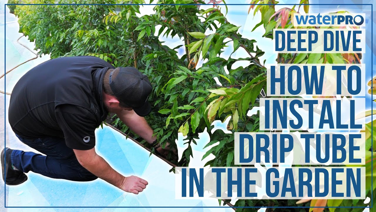DEEP DIVE - How to install drip tube in the garden - YouTube