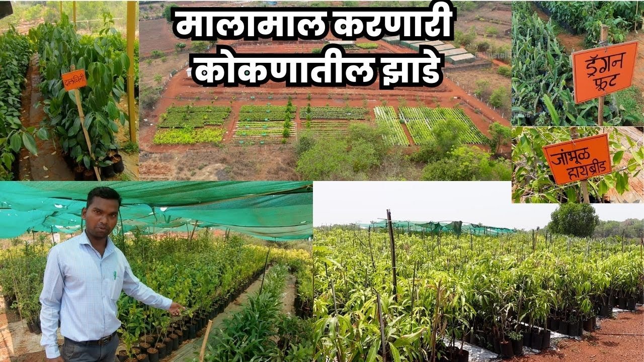 मालामाल करणारी कोकणातील झाडे | पितांबरी नर्सरी फ्रॅंचायसी योजना ...