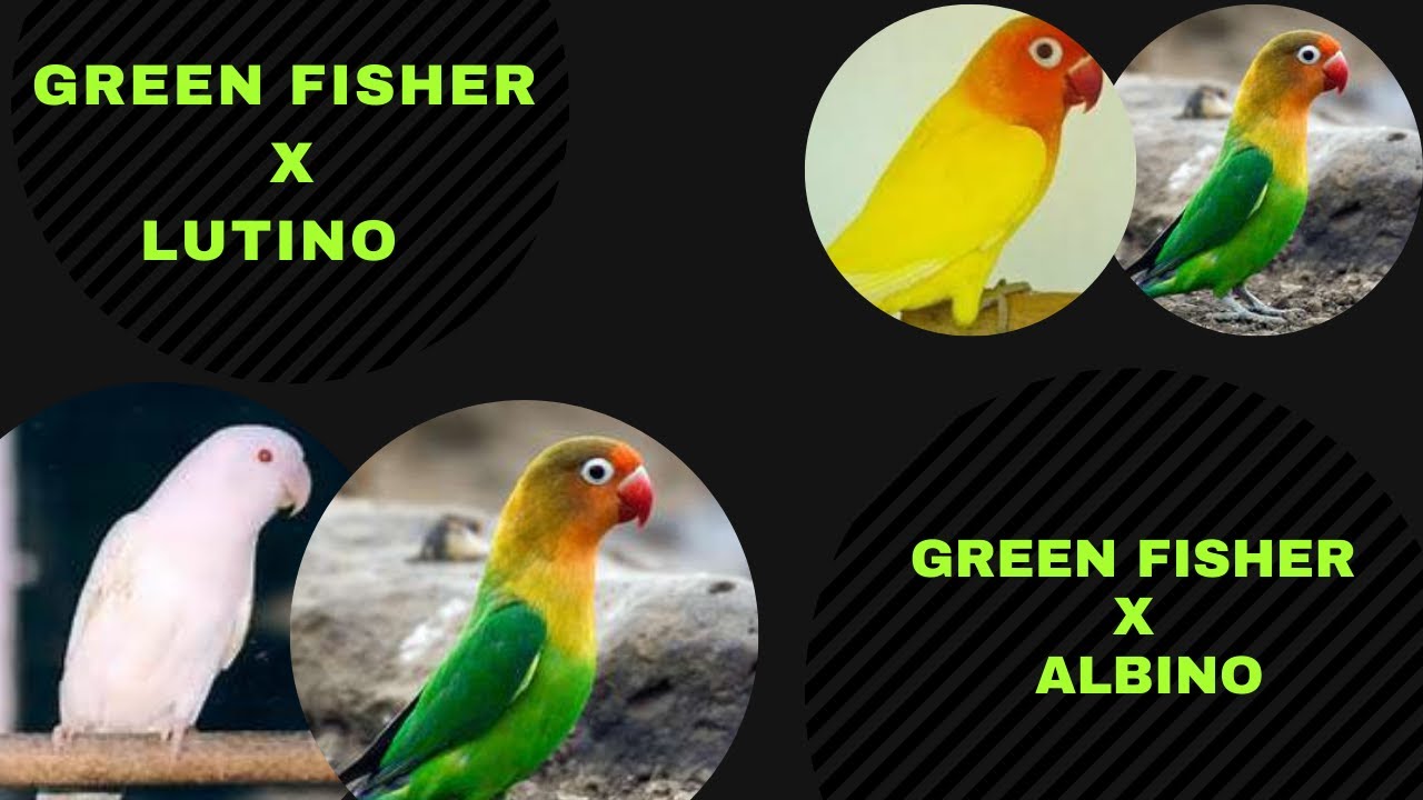 Green fisher x Albino | Green fisher x Lutino | Cross Breed | Urdu ...