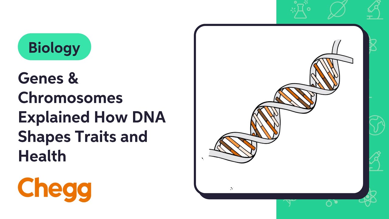 Genes & Chromosomes Explained How DNA Shapes Traits and Health - YouTube