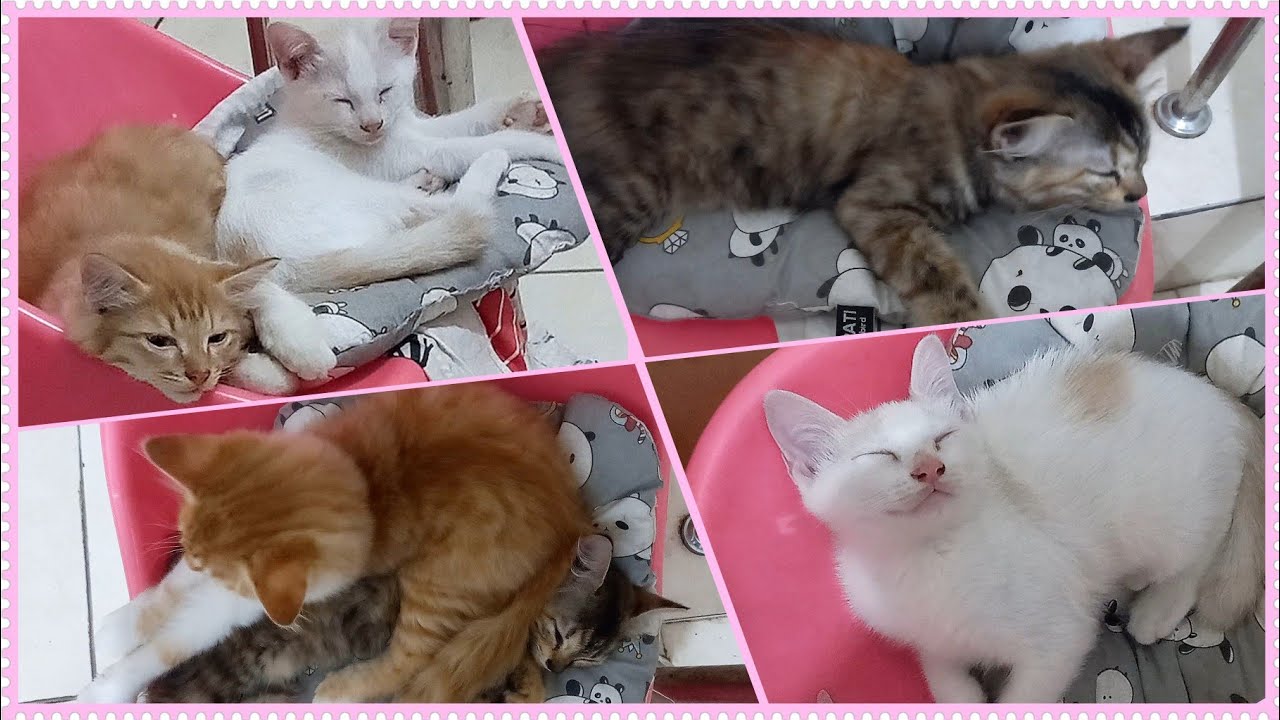 @cc.cutecats CUTE KITTENS : Relaxing Time ️ #cat #catlover #kitten # ...