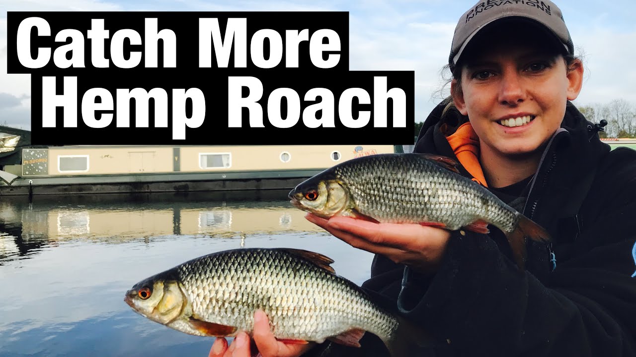 How To Catch More HEMP Roach - Stainforth & Keadby Canal Thorne - YouTube
