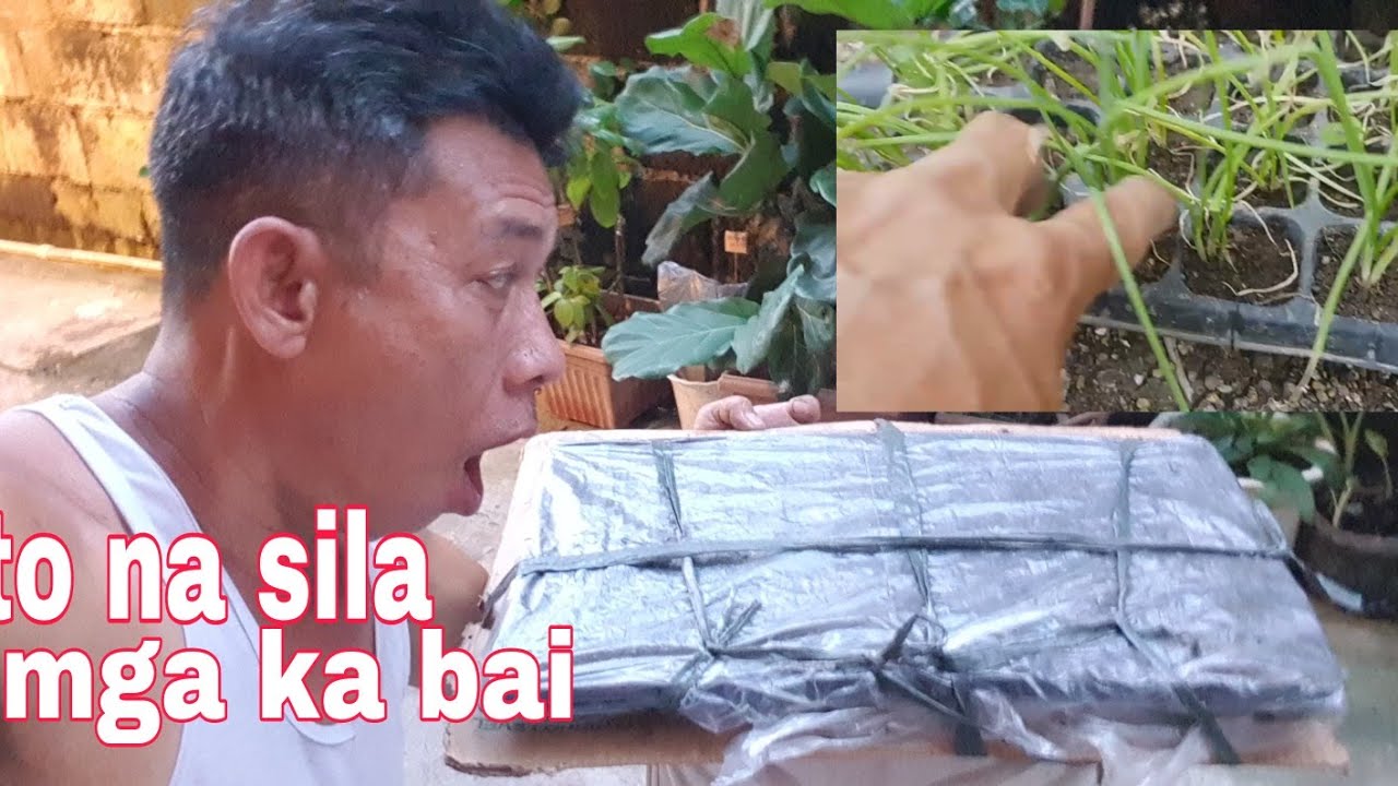 SIBUYAS +BAWANG GALING THAI LAN SUBUKAN KO ETANIM ) MGA KA BAI - YouTube