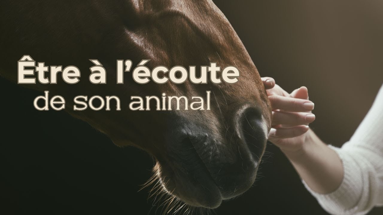 Être à l'écoute de son animal - YouTube