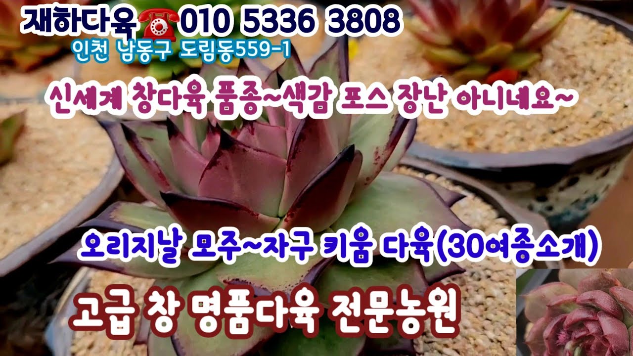 인천재하다육 신세계고급종 명품다육 전문농원오리지날 모주로 번식 금다육등멋진색감 수형사과마리아 안단테 백록젤리 엘샤마리아