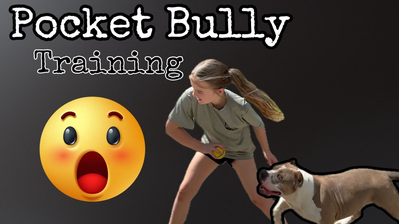 11 year old Pocket Bully Trainer #pocketbully #bullytraining # ...