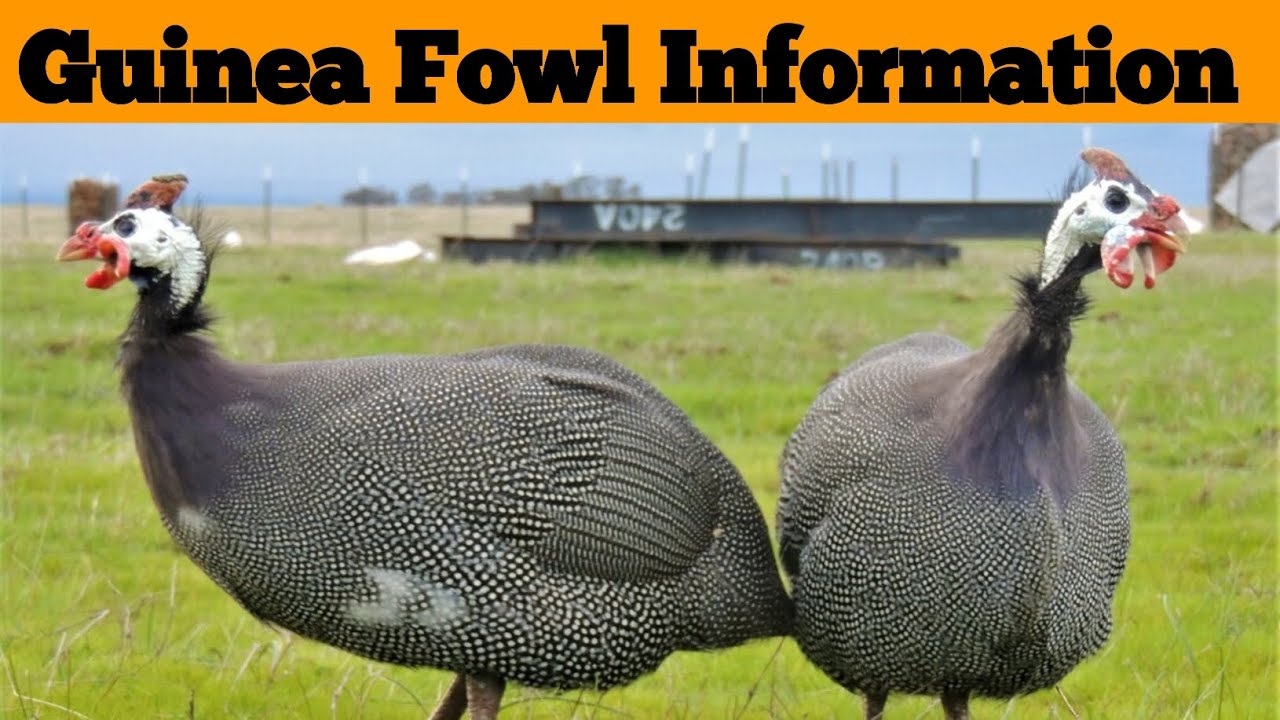 When does Guinea Fowl Breeding Season Start? | Full Information about ...