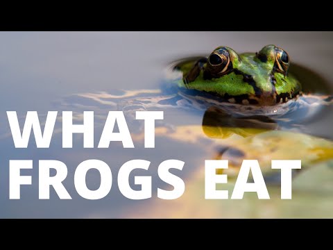 What Do Green Tree Frogs Eat Besides Insects