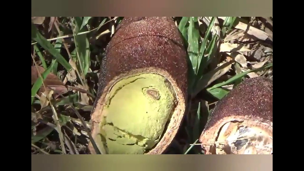 El Copinol fruta exótica de El salvador y su cáscara repelente natural ...