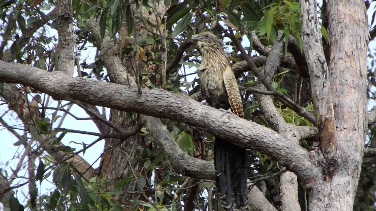 Australian Native Pheasant - YouTube