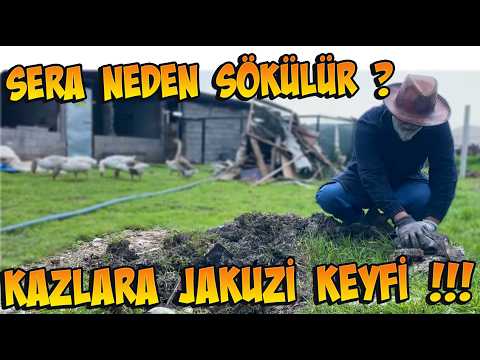 Sera Kuracaklar Dikkat! Benim Düştüğüm Hataya Siz Düşmeyin. Kazlara 5 yıldız otel keyfi !!!