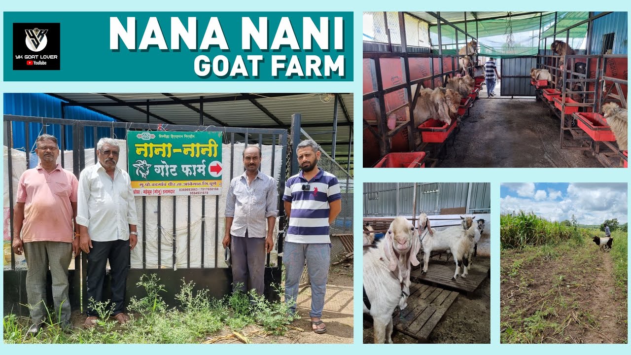 NANA NANI GOAT FARM Full Farm Tour in PABAL I YK GOAT LOVER - YouTube