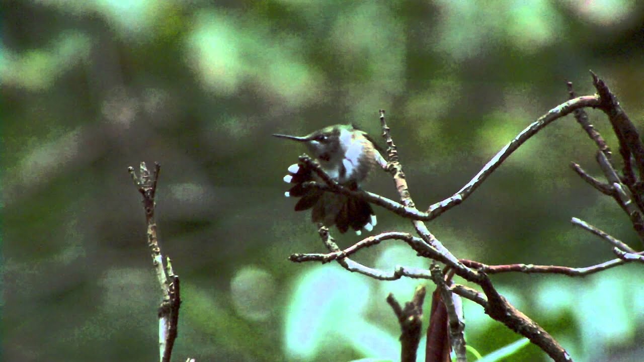 Hummingbird and Wasp Feeding - YouTube