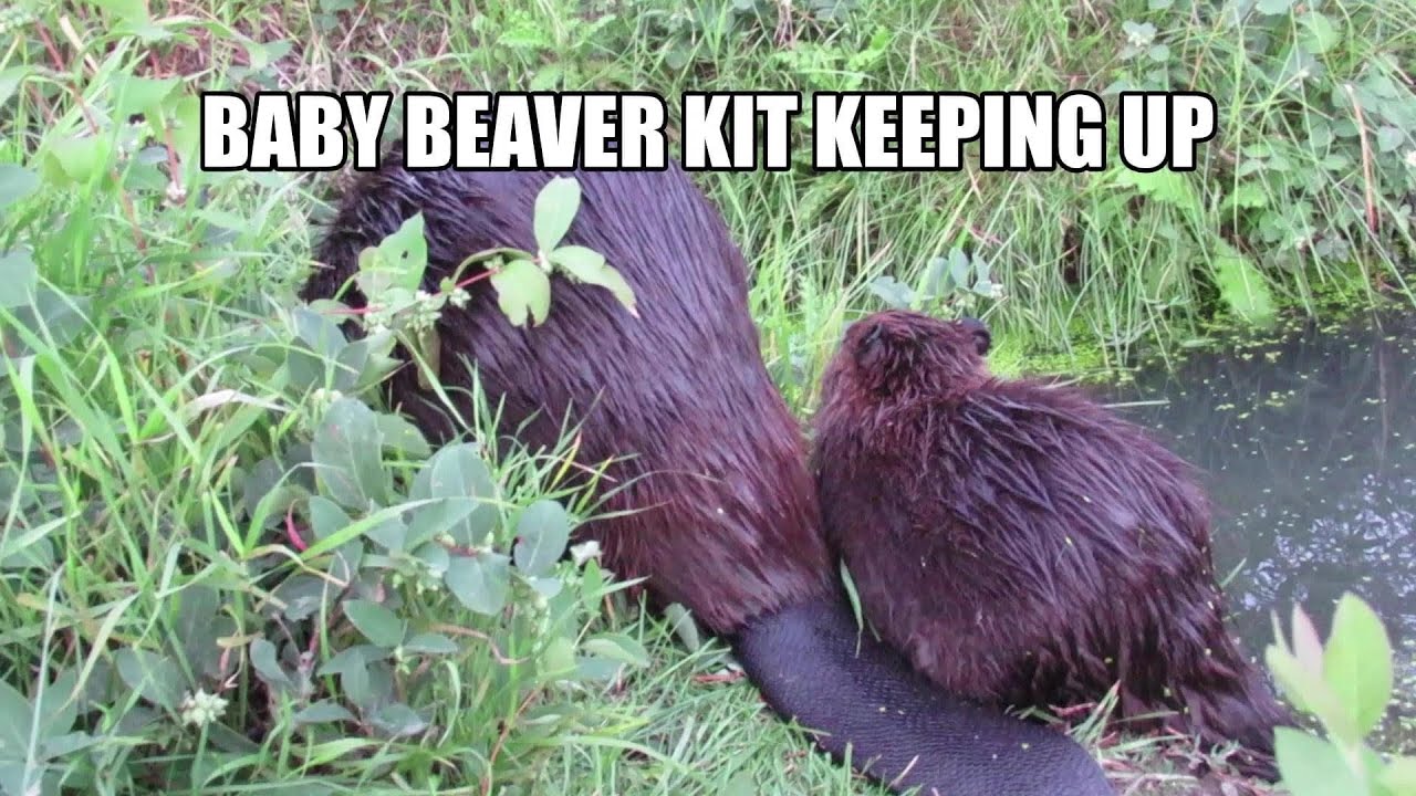 Baby Beaver Kit Joins its Older Sibling for Quack Grass - YouTube