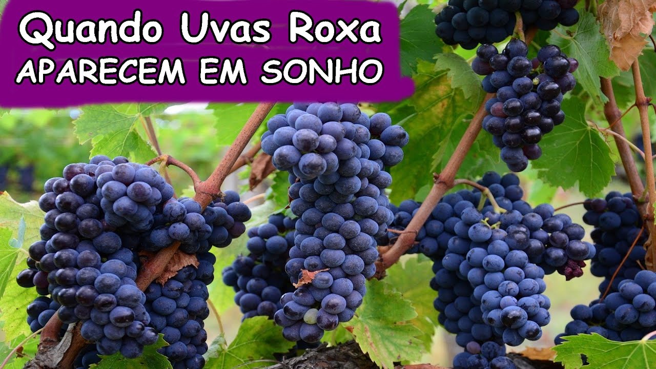 Sonhar Com Uva Roxa - RETOEDU