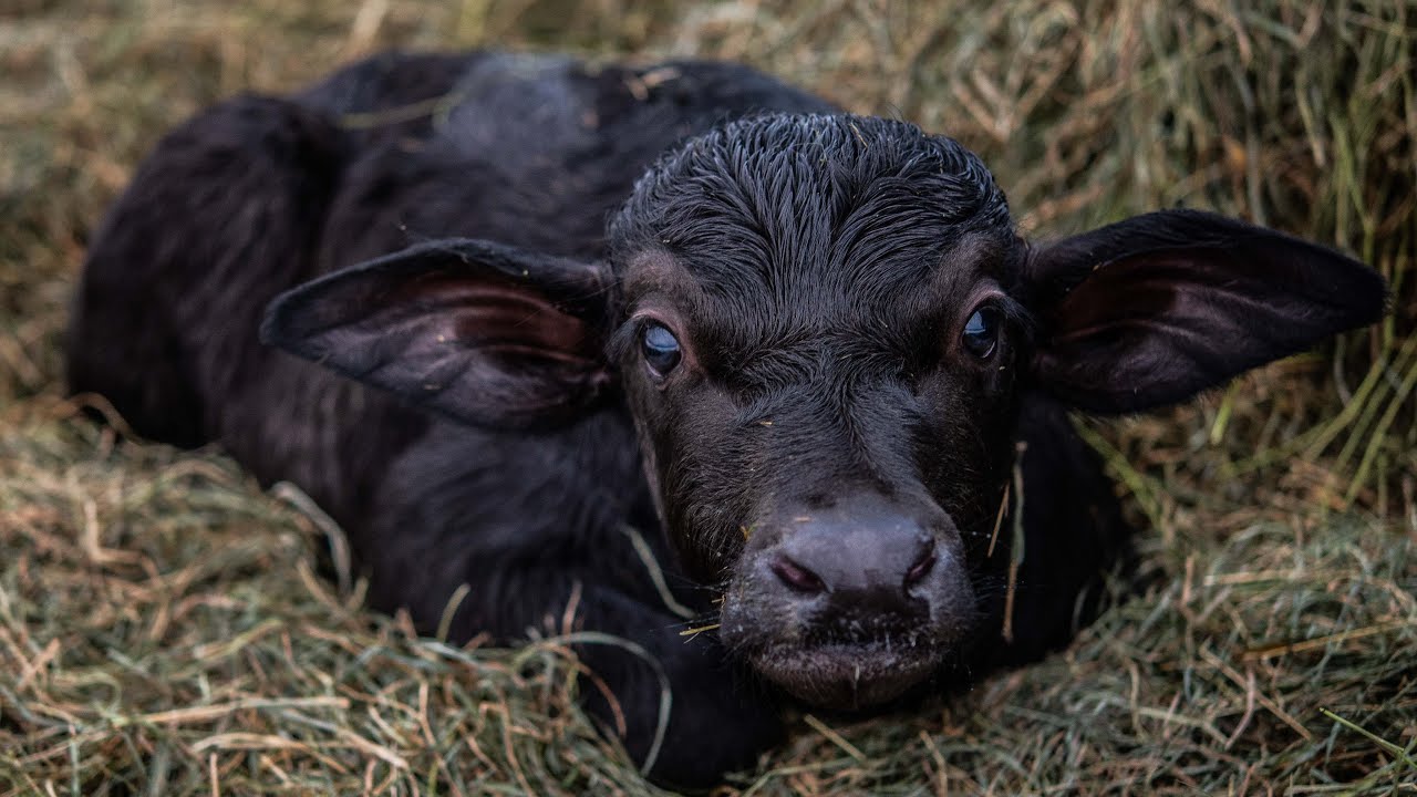 IT´S A GIRL! A water buffalo baby is born - YouTube