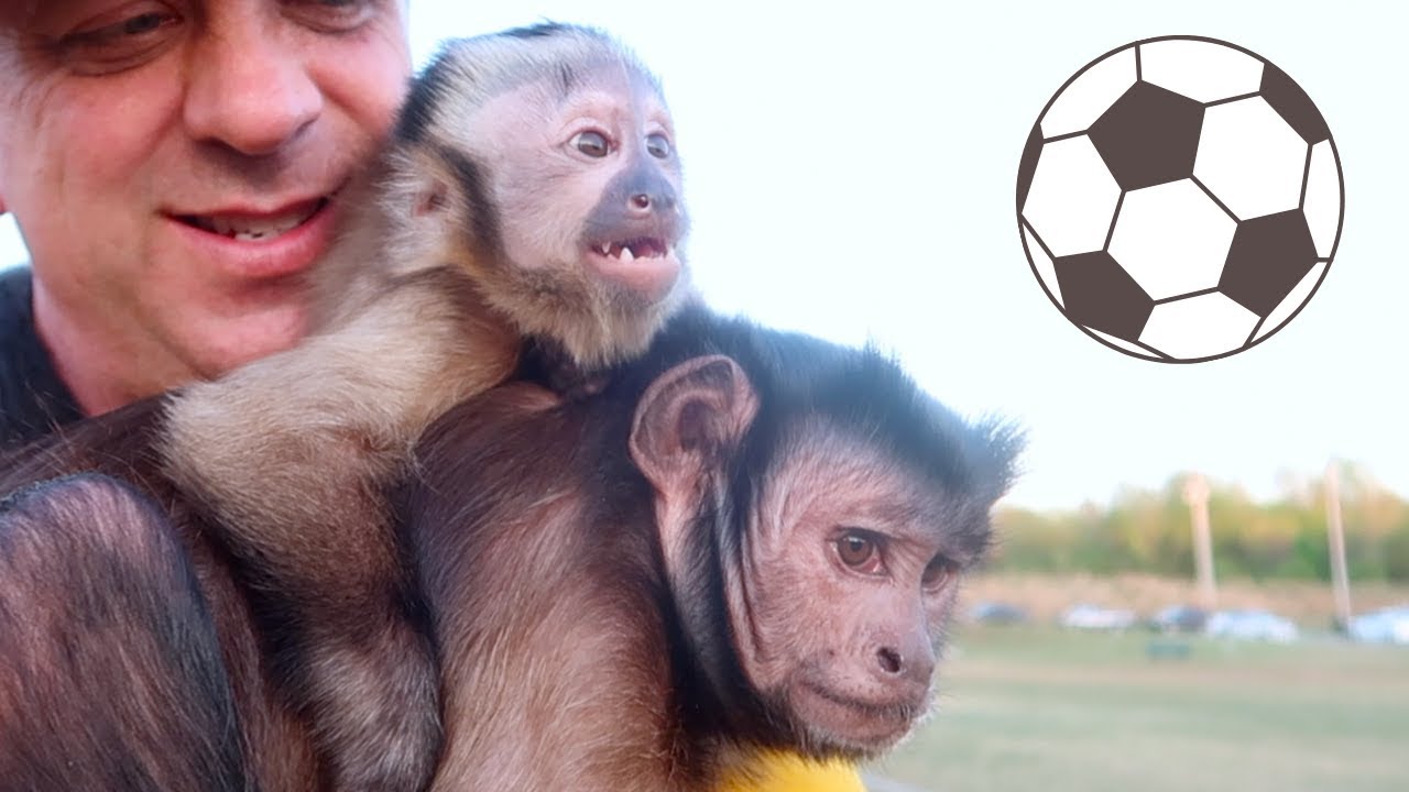 Monkeys Soccer Field FUN! GOOOAL! - YouTube