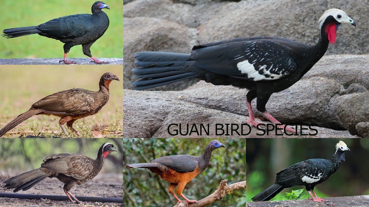 All Guan Bird Species/complete list of guan birds/types of guan bird ...