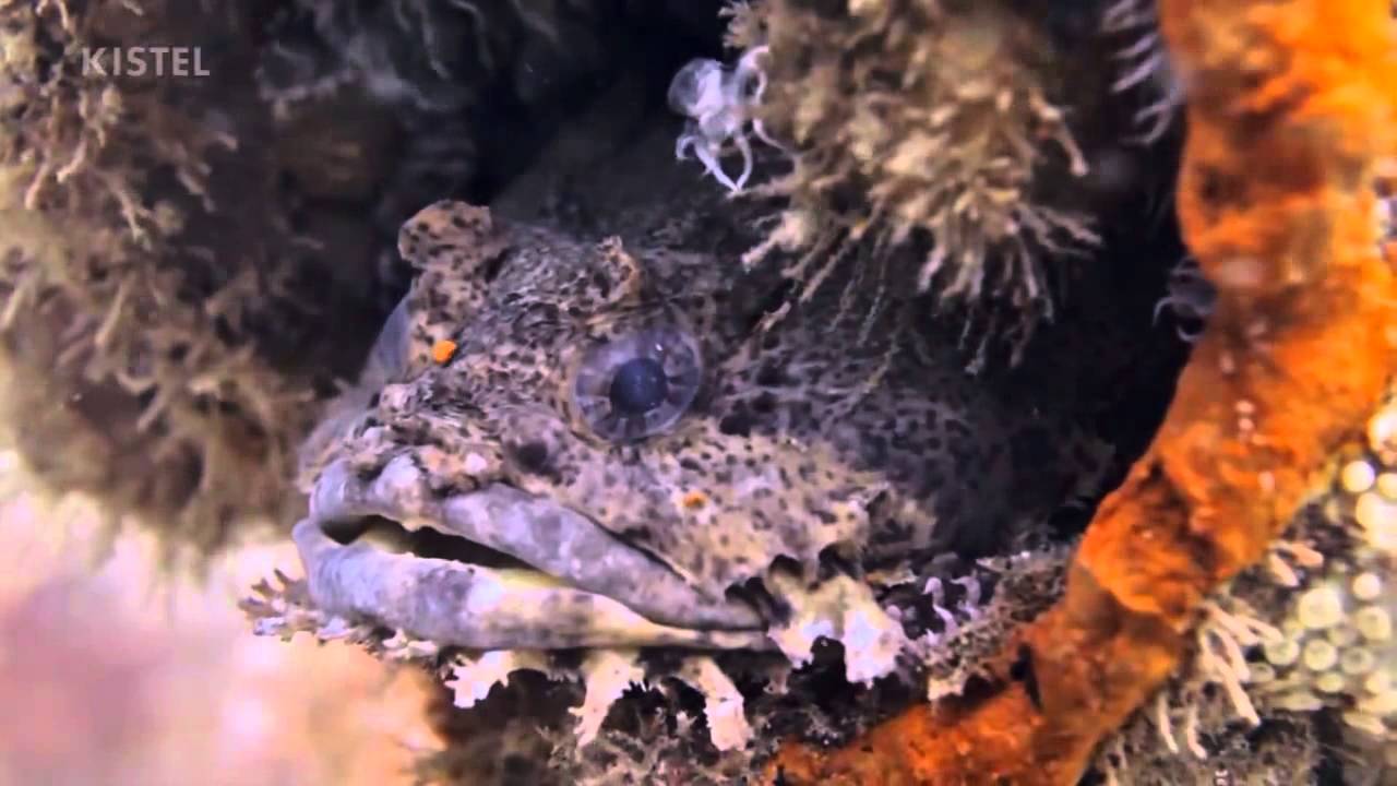 Oyster Toadfish, fresh caught, Странная Рыба - YouTube