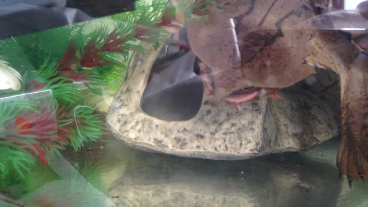 Matamata turtle Eating live feeders HD - YouTube